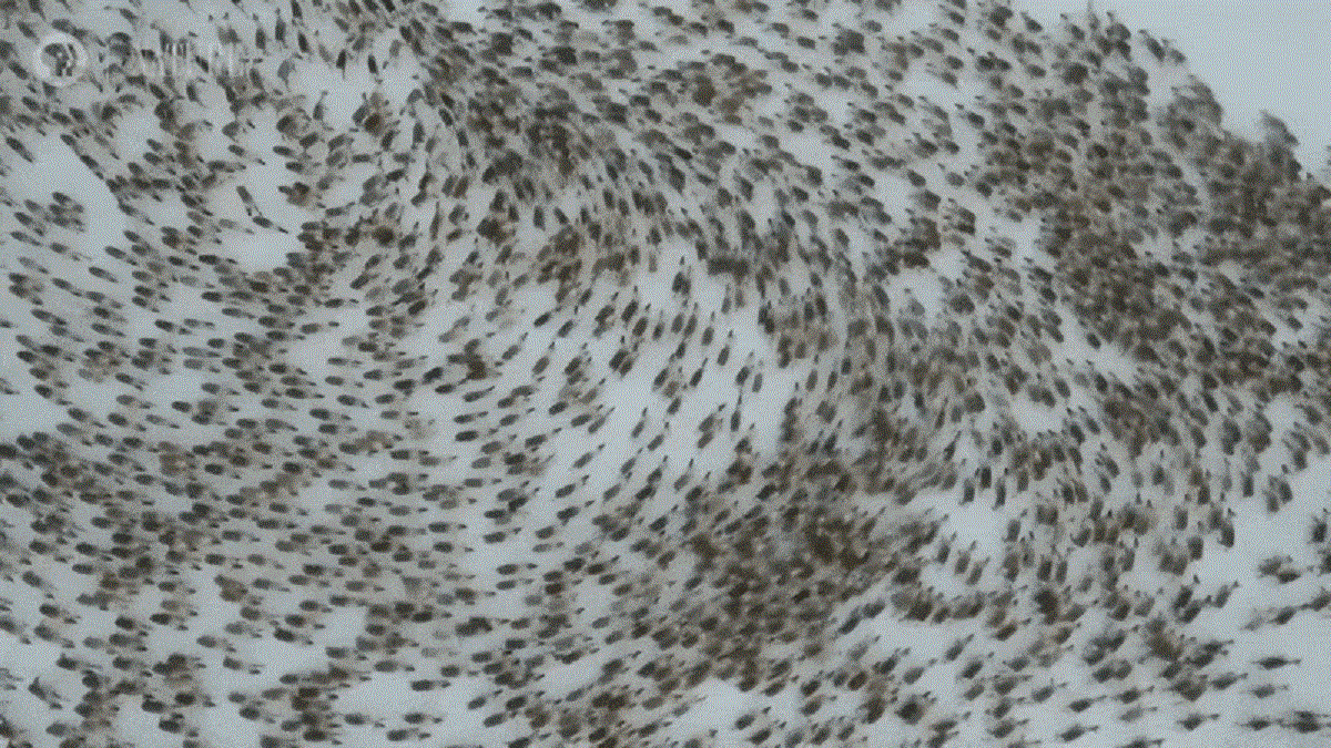 Laufen Tiere Im Kreis, Um Sich Vor Fressfeinden Zu Schützen? Oder Kommt ...